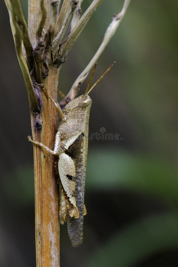 Image of White-banded GrasshopperStenocatantops Splendens Stock Image ...