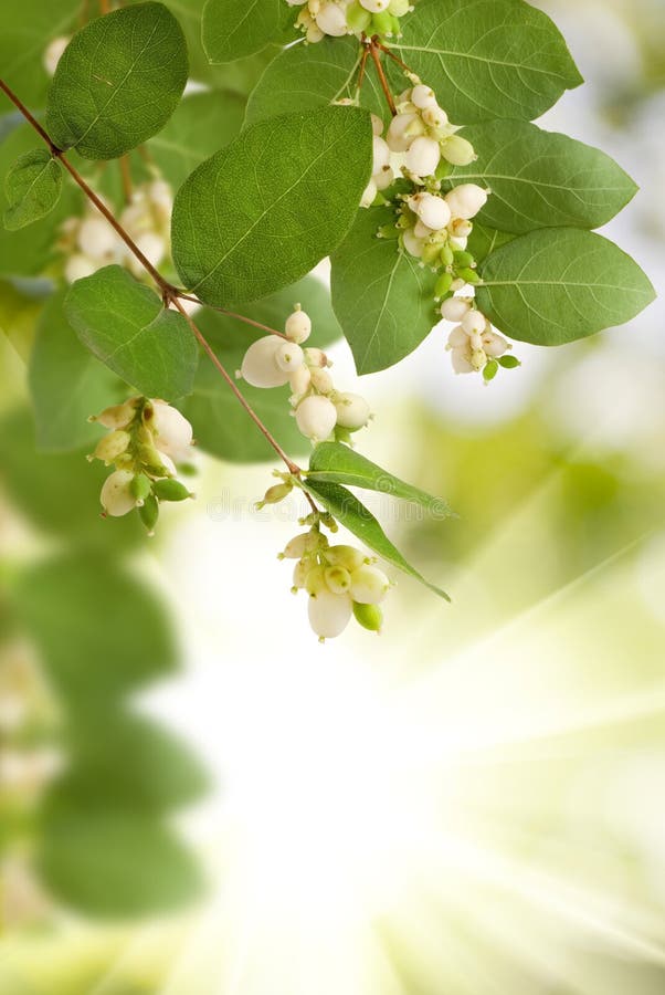 Image of White Berries on Tree Closeup Stock Photo - Image of leaf ...