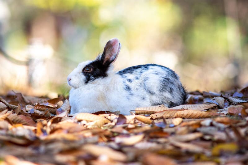 125 Wild Rabbit Fall Season Stock Photos - Free & Royalty-Free Stock ...