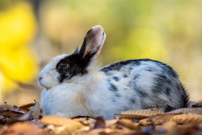 Wild Rabbit Fall Season Stock Photos - Free & Royalty-Free Stock Photos ...