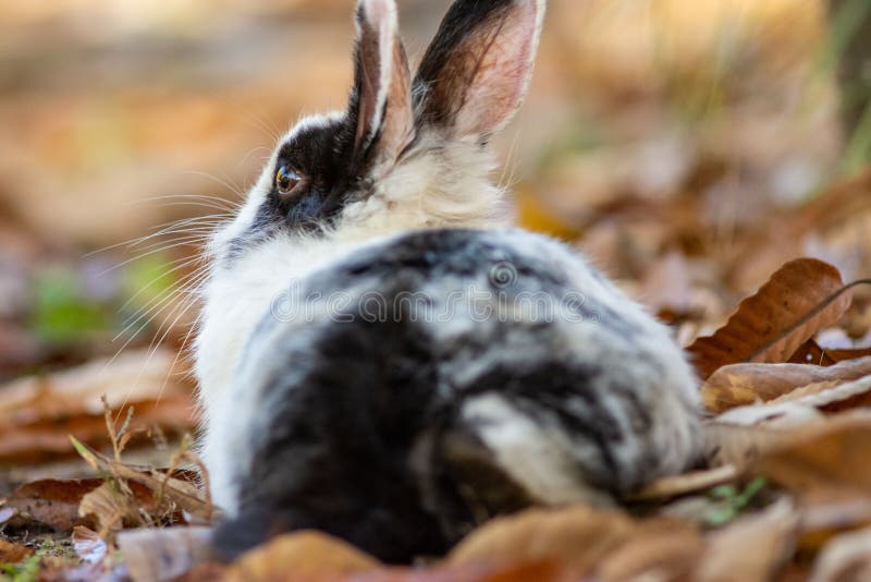 125 Wild Rabbit Fall Season Stock Photos - Free & Royalty-Free Stock ...