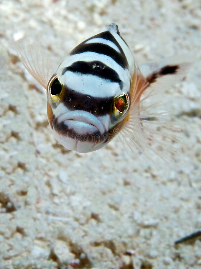 Image of a White and Black Serranus Fish Swimming in the Water. Stock ...