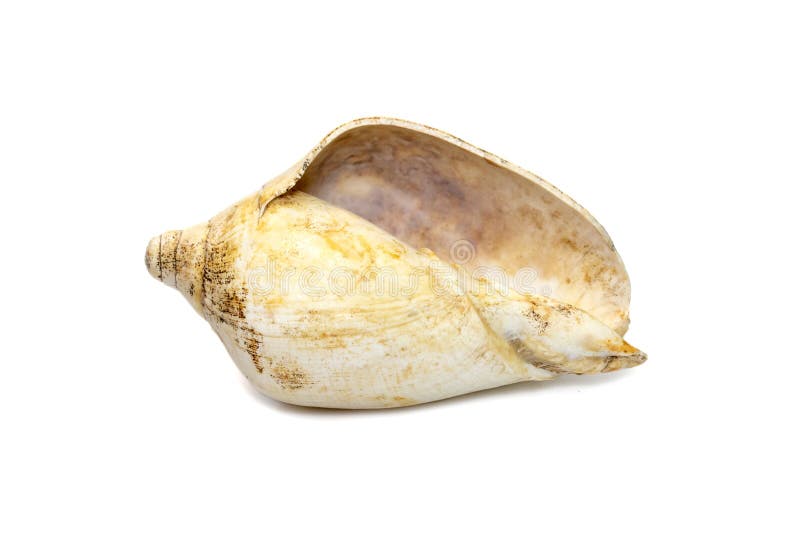 Image of Pearl Trochus Seashells on a White Background. Undersea ...