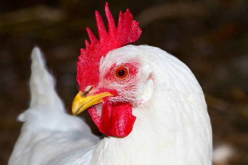 Image of a White Chicken Poultry Stock Image - Image of color, poultry ...