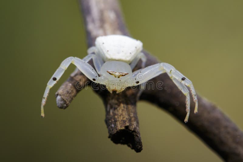 Image of White Crab Spider Thomisus Spectabilis Stock Image - Image of ...