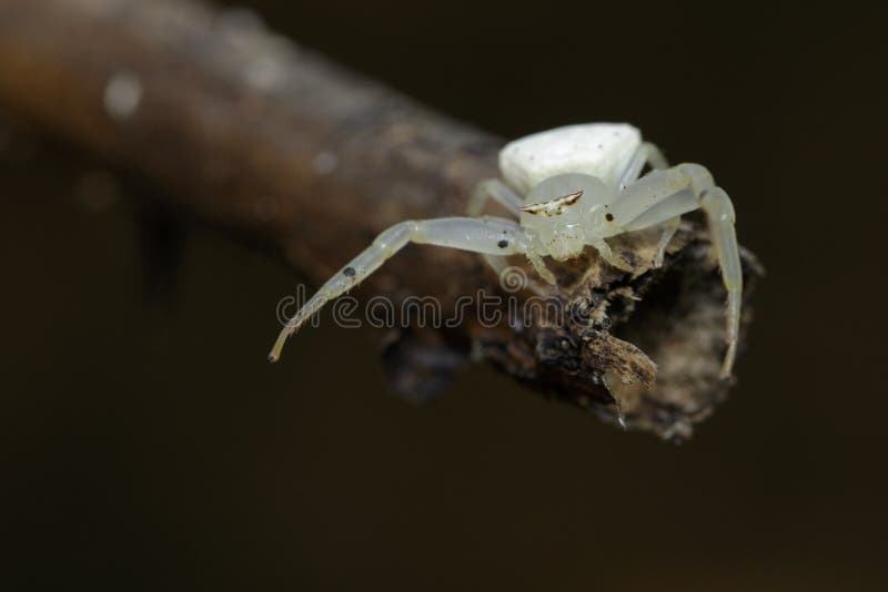 Image of White Crab Spider Thomisus Spectabilis. Stock Image - Image of ...