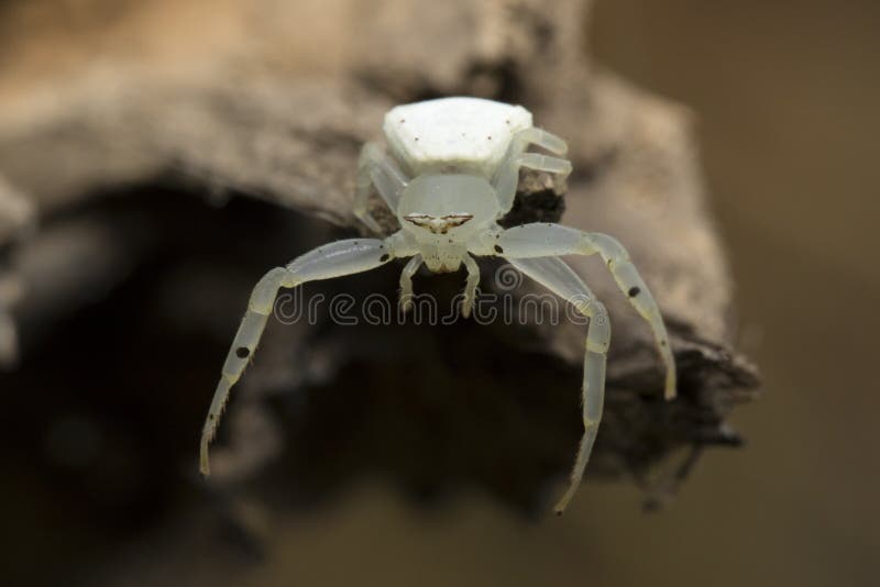 Image of White Crab Spider Thomisus Spectabilis Stock Photo - Image of ...