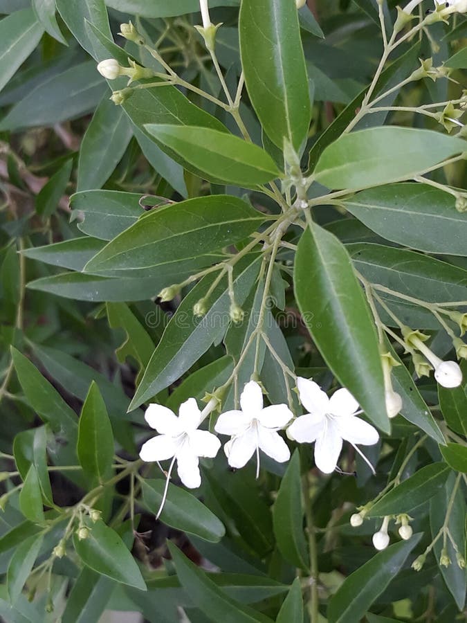 A Beautiful White Flowers Pic Stock Photo - Image of tree, herb: 258633186