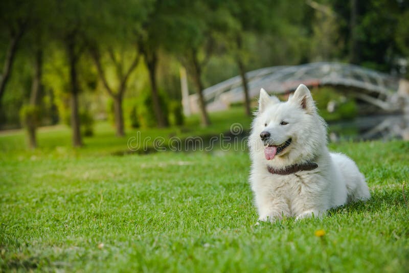 A Beautiful White Samoyed with a Clean White Fur. Stock Photo - Image ...