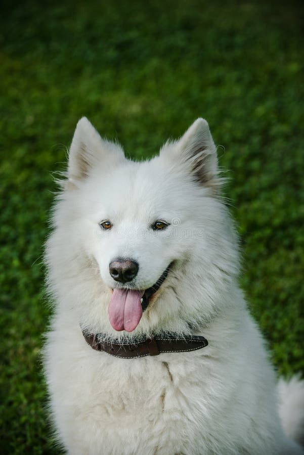 A Beautiful White Samoyed with a Clean White Fur. Stock Image - Image ...