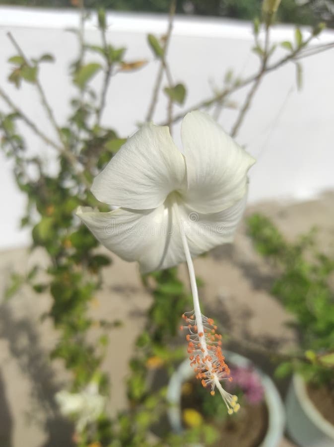 203 Gudhal Flower Stock Photos - Free & Royalty-Free Stock Photos from ...