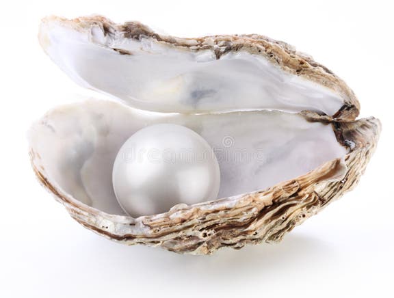 Image of a White Pearl in a Shell on a White Stock Image - Image of ...