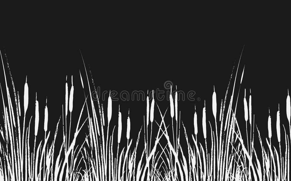 Image of a White Reed or Bulrush on a Black Background.Isolated Vector ...