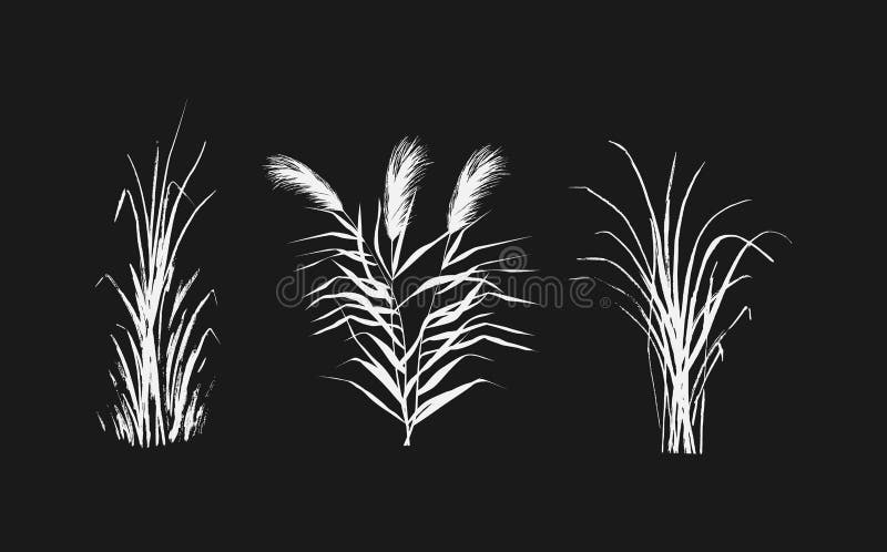 Image of a White Reed or Bulrush on a Black Background.Isolated Vector ...