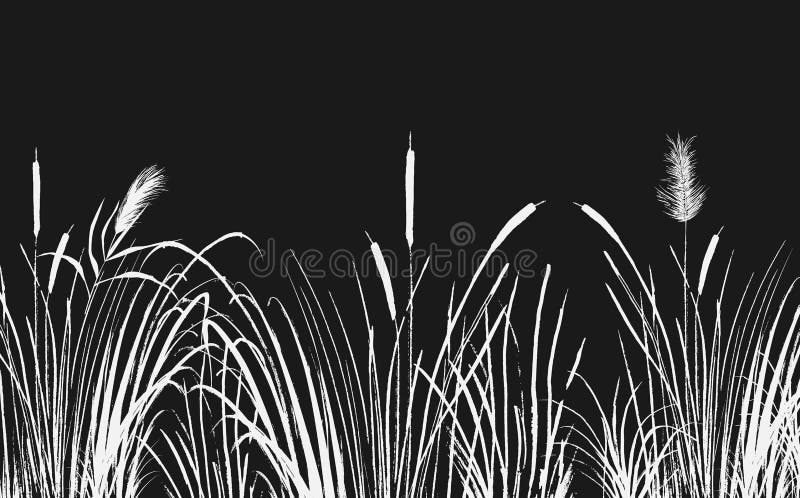 Image of a White Reed or Bulrush on a Black Background.Isolated Vector ...