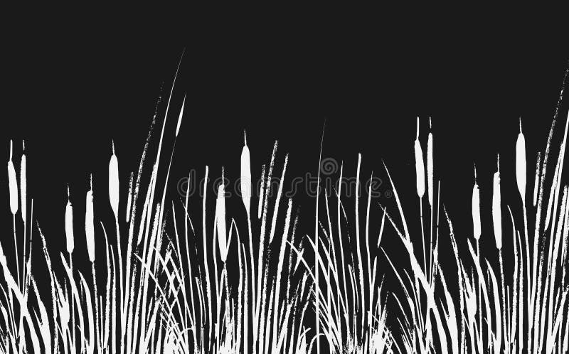 Image of a White Reed or Bulrush on a Black Background.Isolated Vector ...