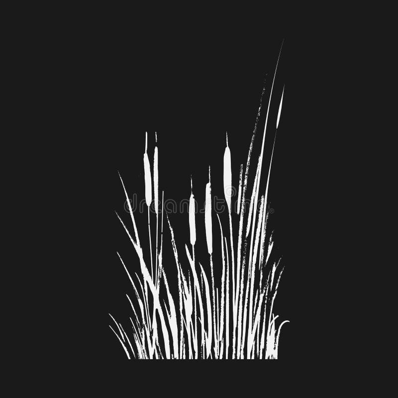 Image of a White Reed or Bulrush on a Black Background.Isolated Vector ...