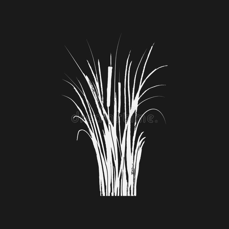 Image of a White Reed or Bulrush on a Black Background.Isolated Vector ...
