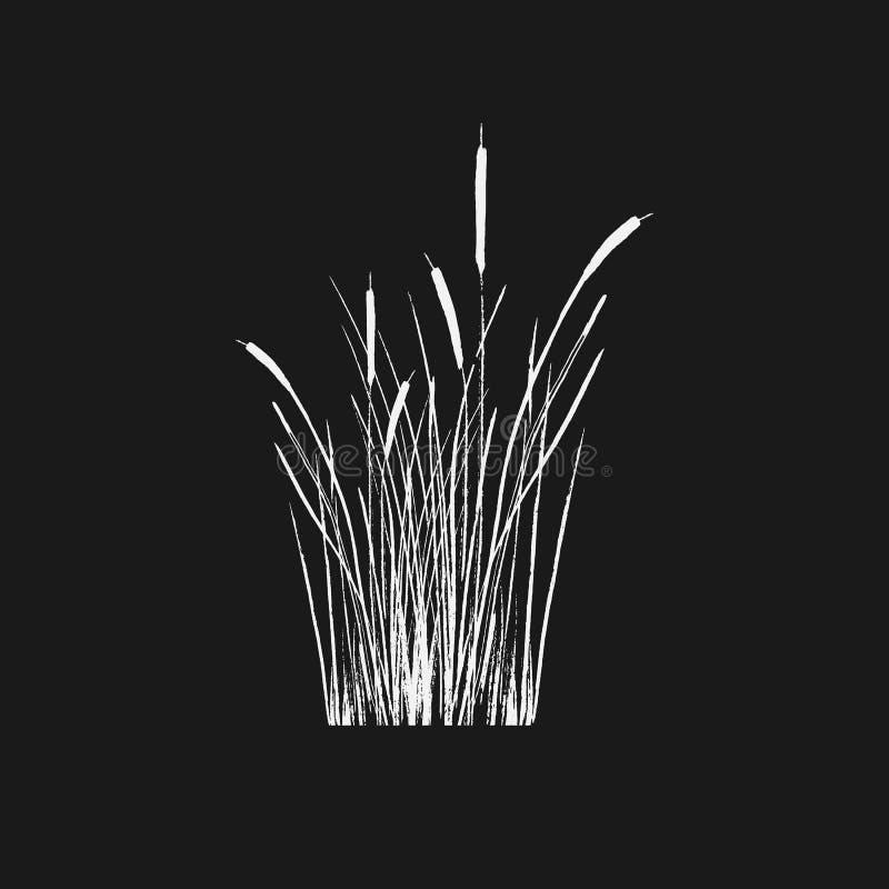 Image of a White Reed or Bulrush on a Black Background.Isolated Vector ...