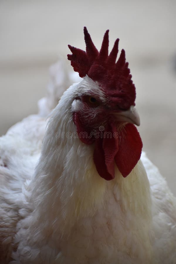 Image of a White Rooster Captured at Sundarvan Zoo, Ahmedabad. Stock ...