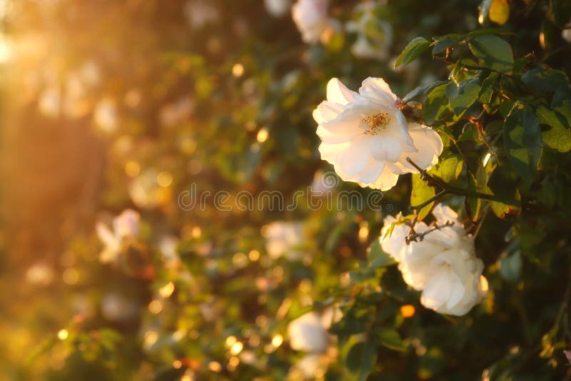 Image of White Roses on the Bush at Sunset Stock Photo - Image of ...