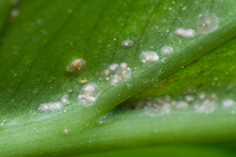 White Rust Albugo Parasite on the Leave. Stock Image - Image of disease ...