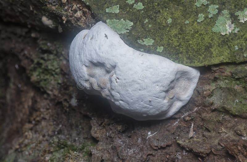 White Young Bulb of the Bracket Fungus. Stock Photo - Image of bulb ...