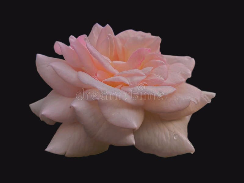 Whitish Pink Stock Illustrations – 30 Whitish Pink Stock Illustrations ...