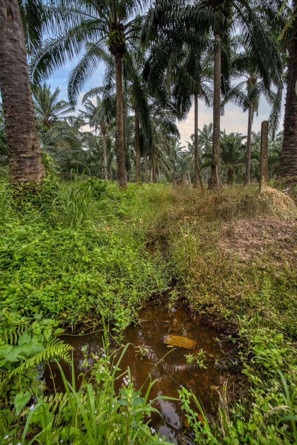 Wide Panoramic Agriculture Landscape Scene Around the Vicinity of Rural ...