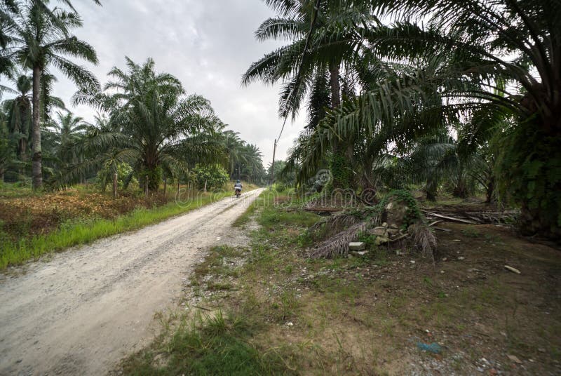 Wide Panoramic Agriculture Landscape Scene Around the Vicinity of Rural ...