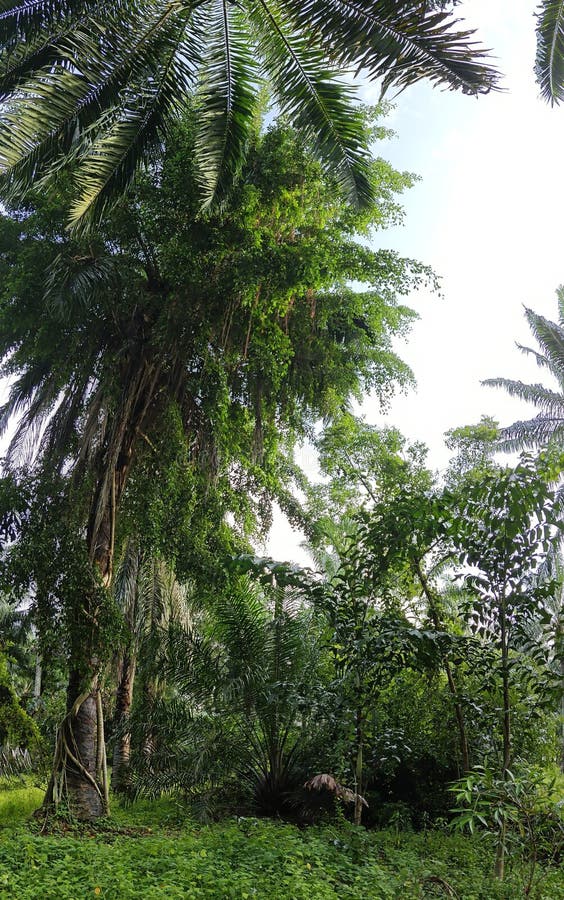 Wide Panoramic Landscape Scene of the Overgrowth Vegetation into the ...