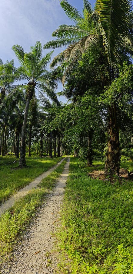 Wide Panoramic Landscape Scene of the Rural Road into the Plantation ...