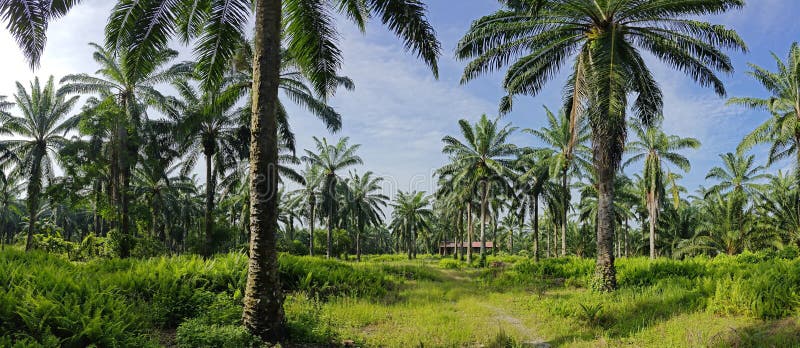 Wide Panoramic Landscape Scene of the Rural Road into the Plantation ...
