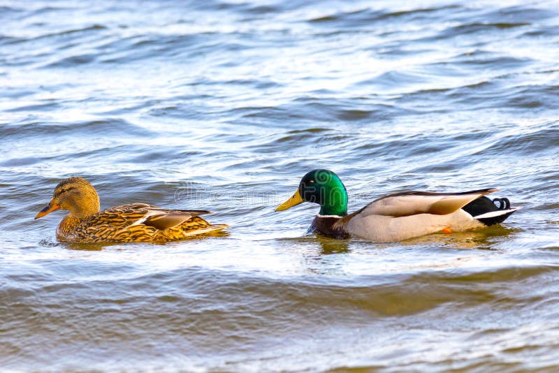 Wild Drake and Ducks Sailing Along the River Stock Image - Image of ...