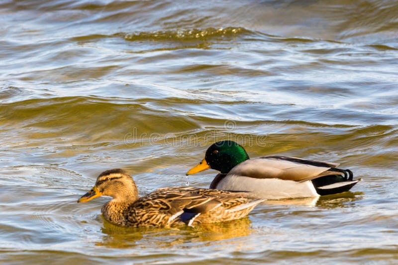Wild Drake and Ducks Sailing Along the River Stock Photo - Image of ...