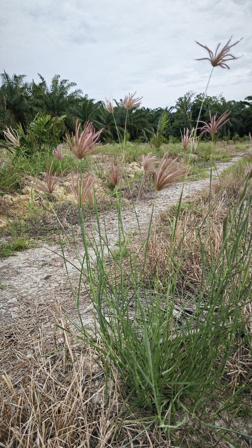 Wild Feather Finger Grass Growing Along the Countryside Rural Pathway ...