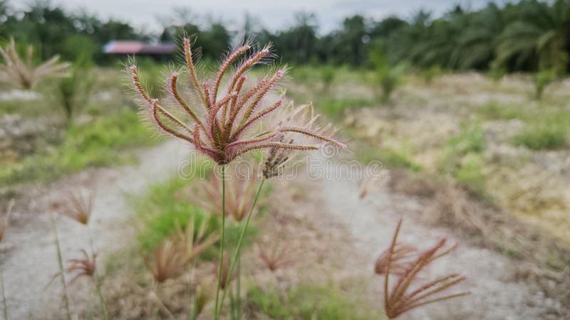 Wild Feather Finger Grass Growing Along the Countryside Rural Pathway ...