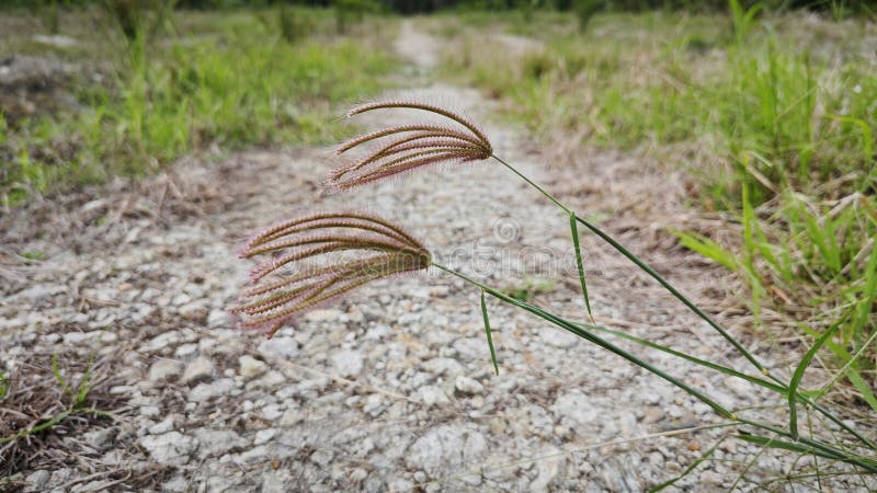 Wild Feather Finger Grass Growing Along the Countryside Rural Pathway ...