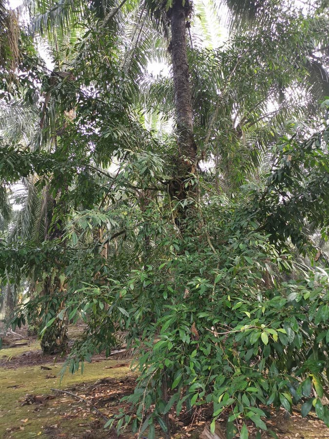 Wild Ficus Microcarpa Tree Sprouting Out from the Palm Tree Trunk ...