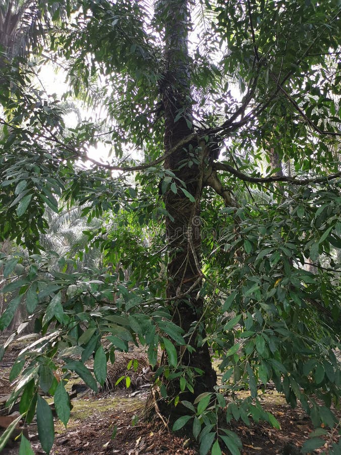 Wild Ficus Microcarpa Tree Sprouting Out from the Palm Tree Trunk ...