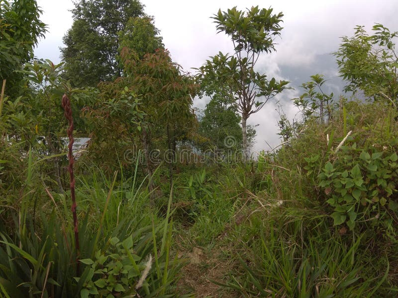 That is the Image of Pine Tree in Way of Mountain. Stock Photo - Image ...