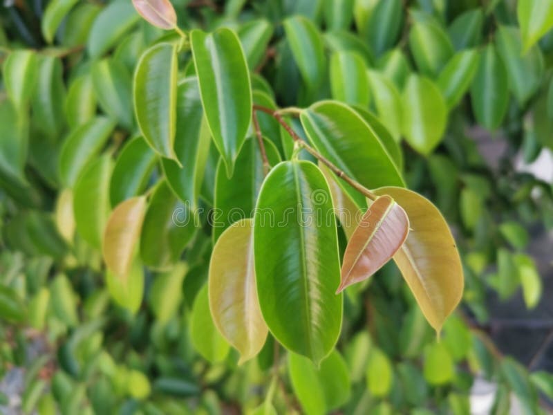 Wild Green Ficus Benjamina Growing by the Roadside Stock Image - Image ...