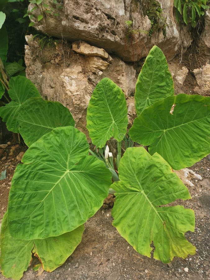 Wild Green Leaf of the Giant Philodendron Plant. Stock Image - Image of ...