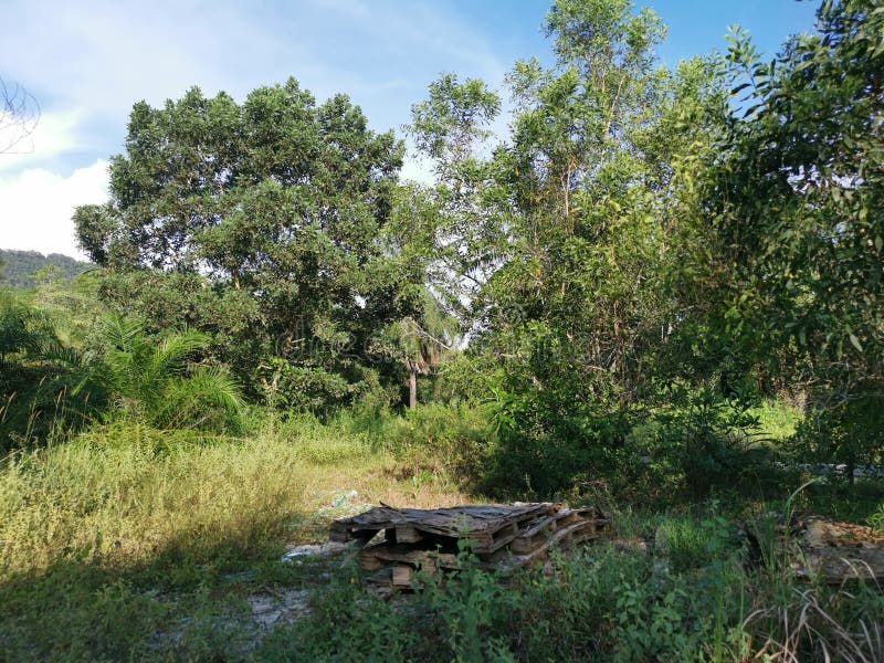 Wild Green Vegetation at the Uncultivated Land. Stock Photo - Image of ...
