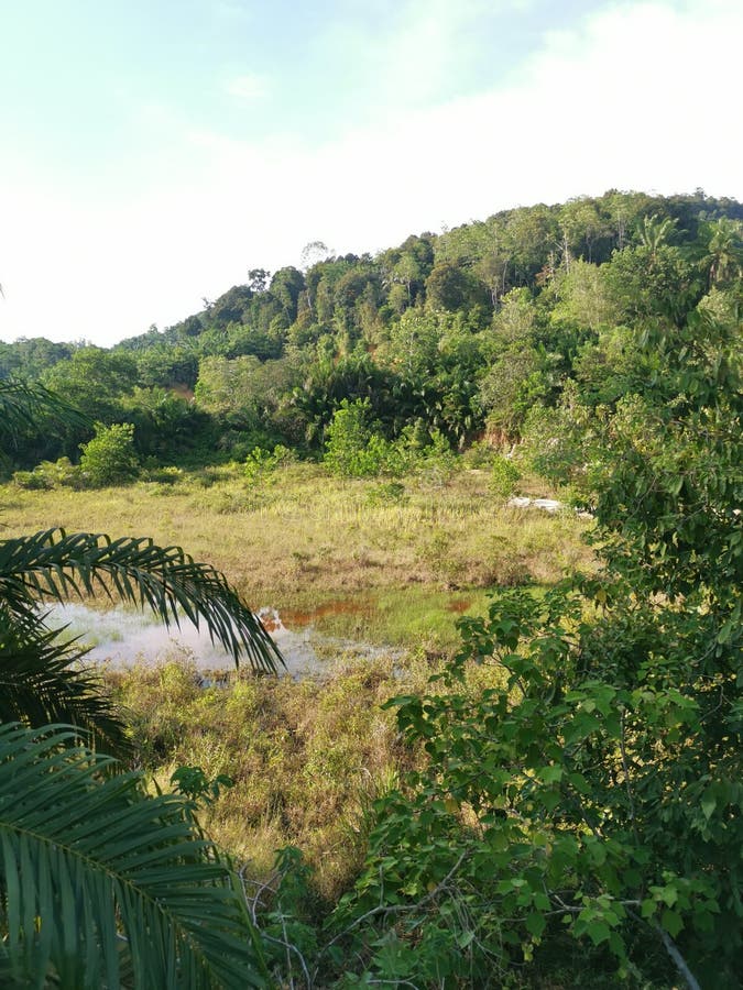 Wild Green Vegetation at the Uncultivated Land. Stock Image - Image of ...