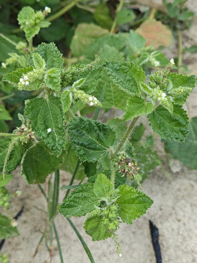 Wild Hairy Croton Weed Offensive Smelling Plant. Stock Image - Image of ...