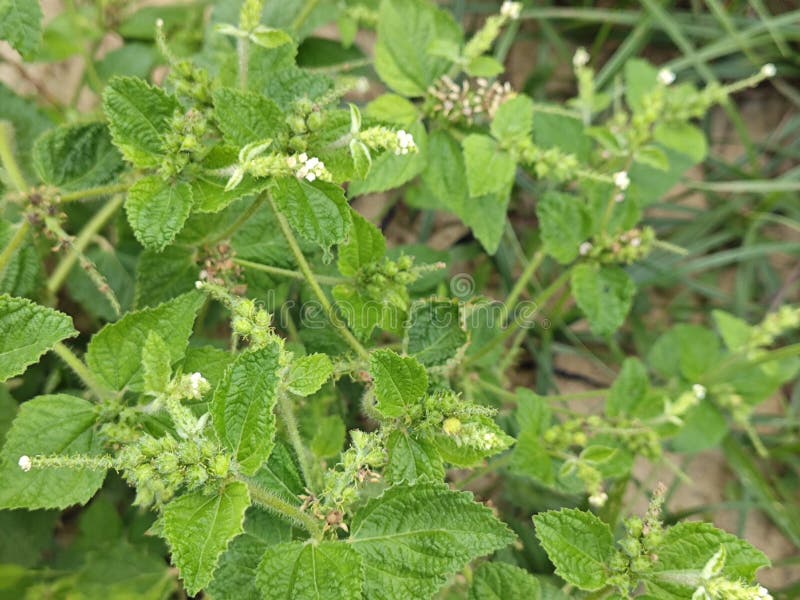 Wild Hairy Croton Weed Offensive Smelling Plant. Stock Image - Image of ...