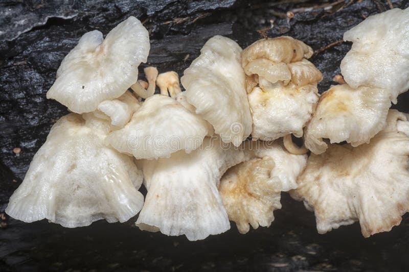 The Wild Head Cap-shaped Mushrooms Sprouting Out from the Decaying ...
