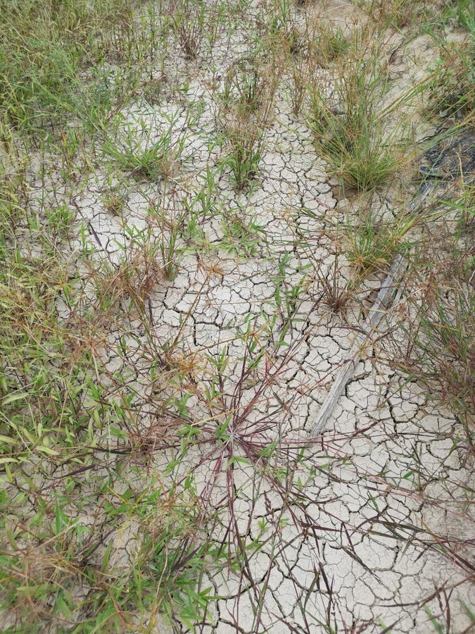 Wild Invasive Weeds Sprouting from the Crack Ground Surface Stock Image ...