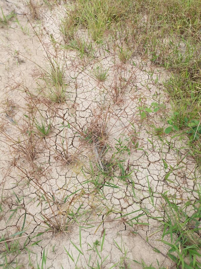 Wild Invasive Weeds Sprouting from the Crack Ground Surface Stock Photo ...